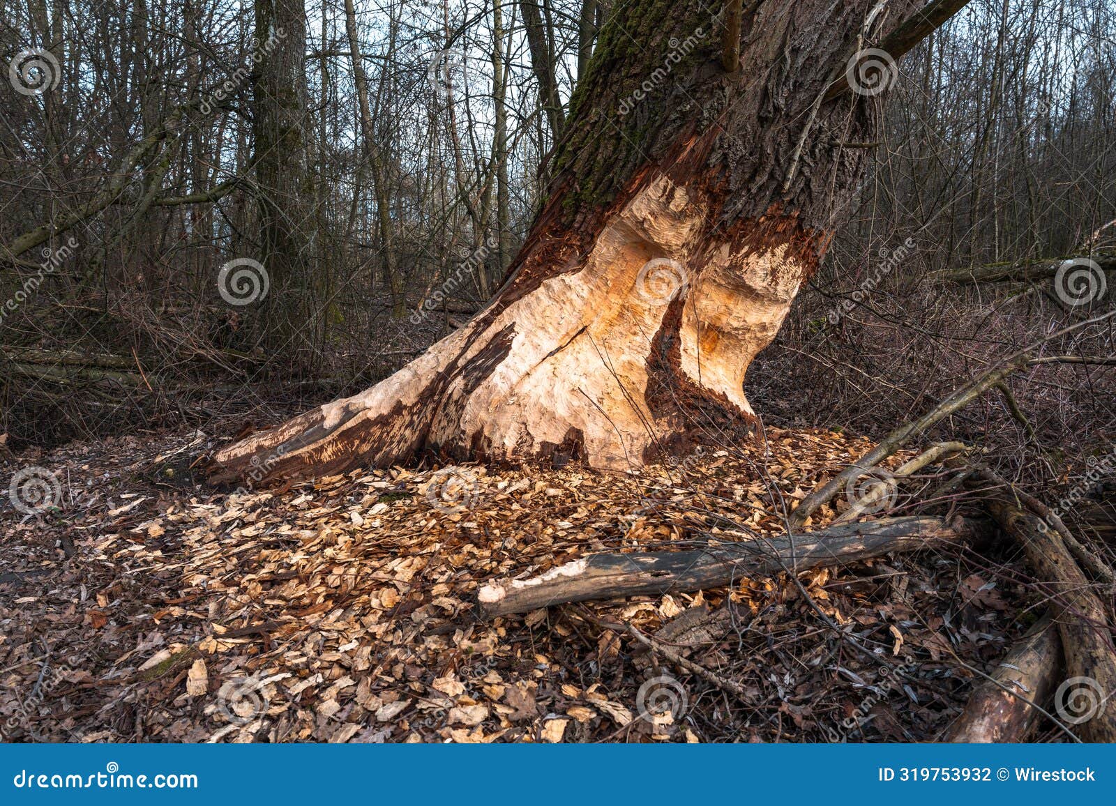 Tree in a Forest with Pieces of Wood on the Ground Stock Photo - Image ...