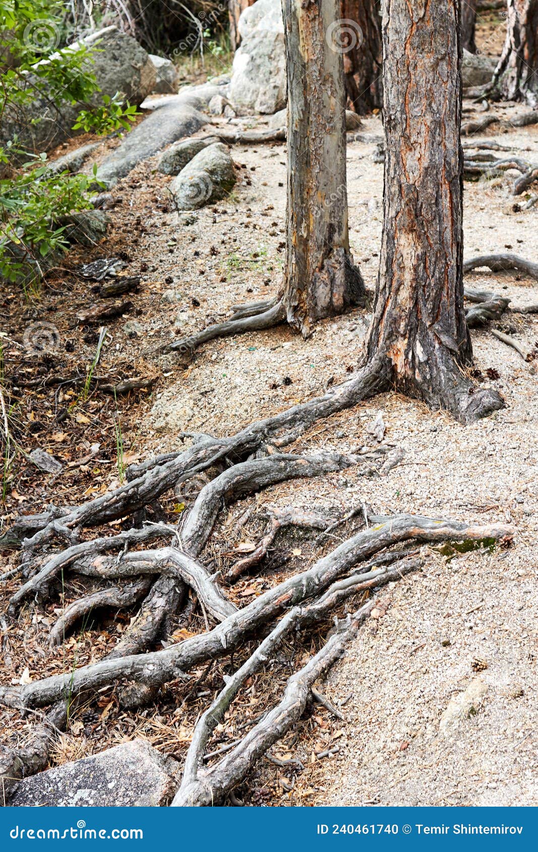 Tree with Roots Coming Out of the Ground Stock Photo - Image of nature ...