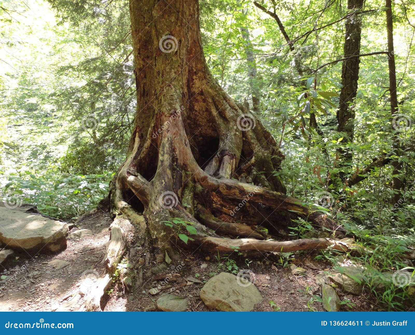 Base of Tree with Roots Exposed Running Along the Ground Stock Image ...
