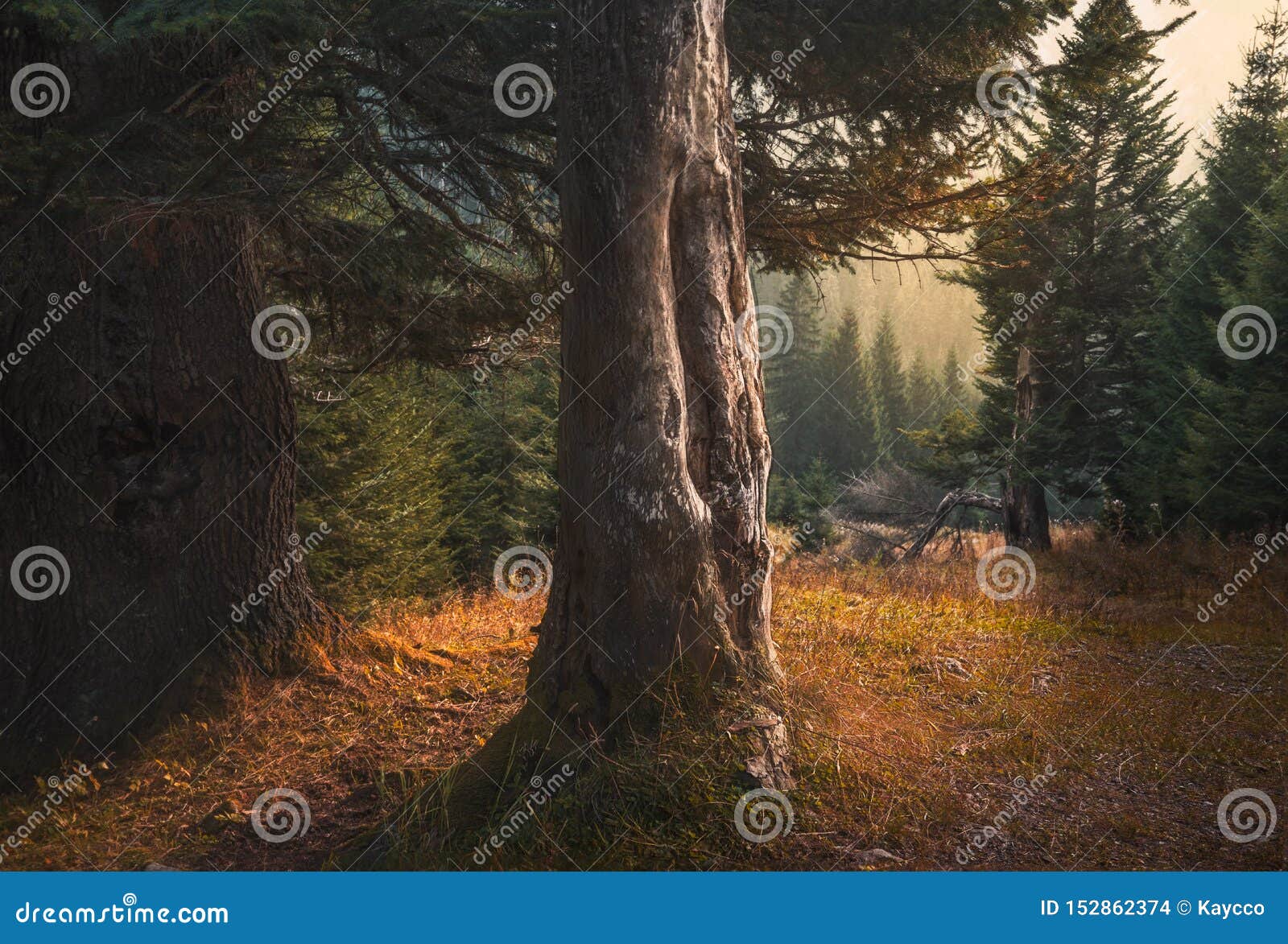 Tree in the Forest Scene stock photo. Image of hiking - 152862374