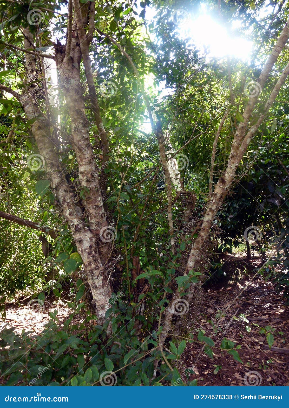 A Tree in the Forest with Several Trunks Growing in Different ...