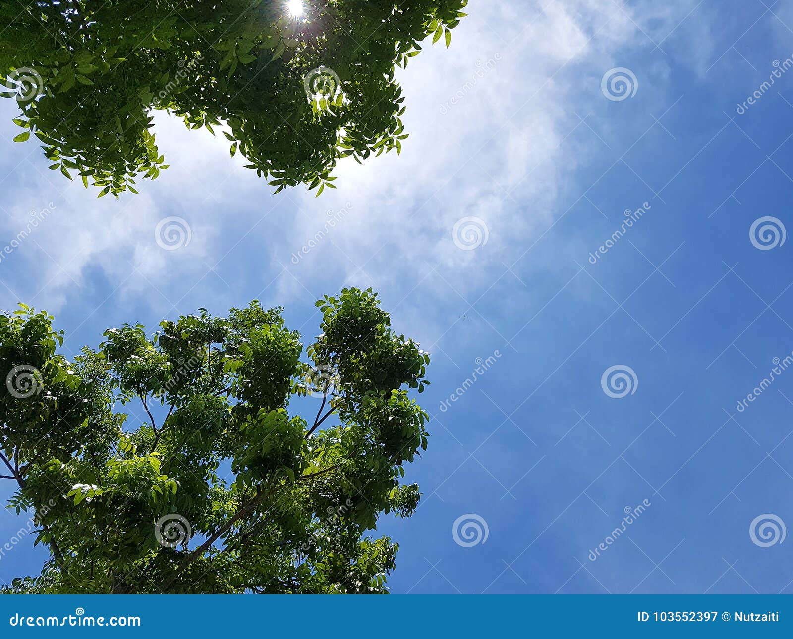 Tree with the Sky in a Sunny Day Stock Image - Image of leaf, wood ...