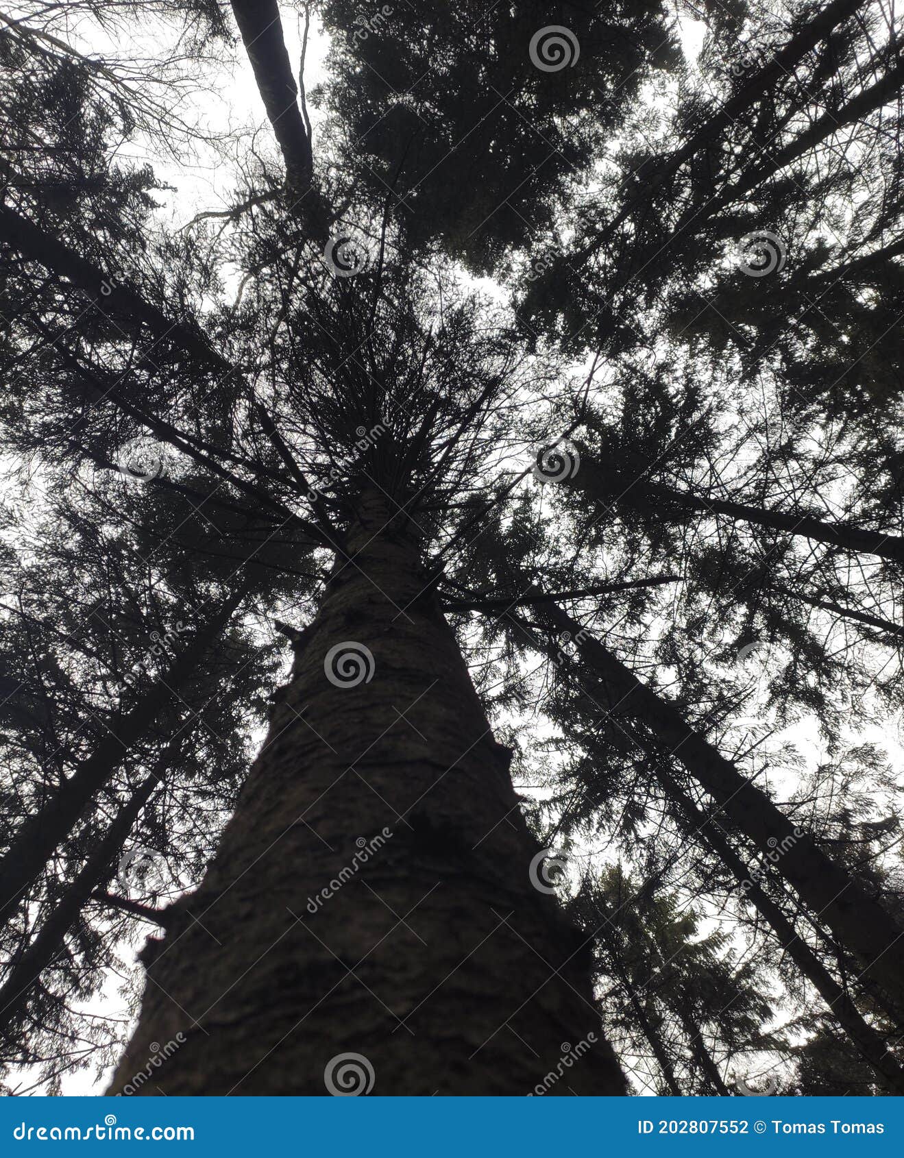 Tree, Forest , Sky, Wind, Beutifull Stock Photo - Image of beutifull ...