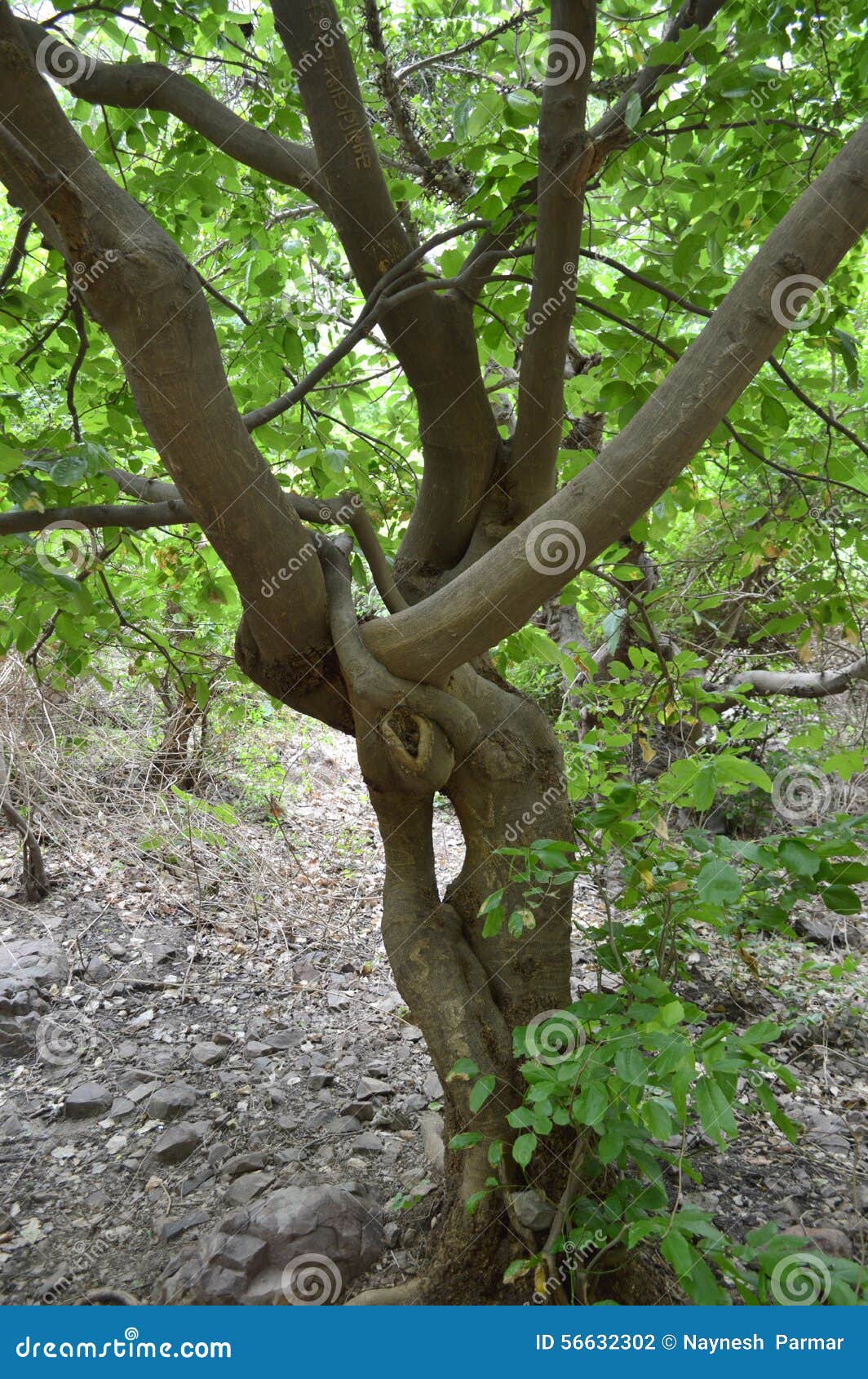 Tree in forest stock photo. Image of branches, background - 56632302