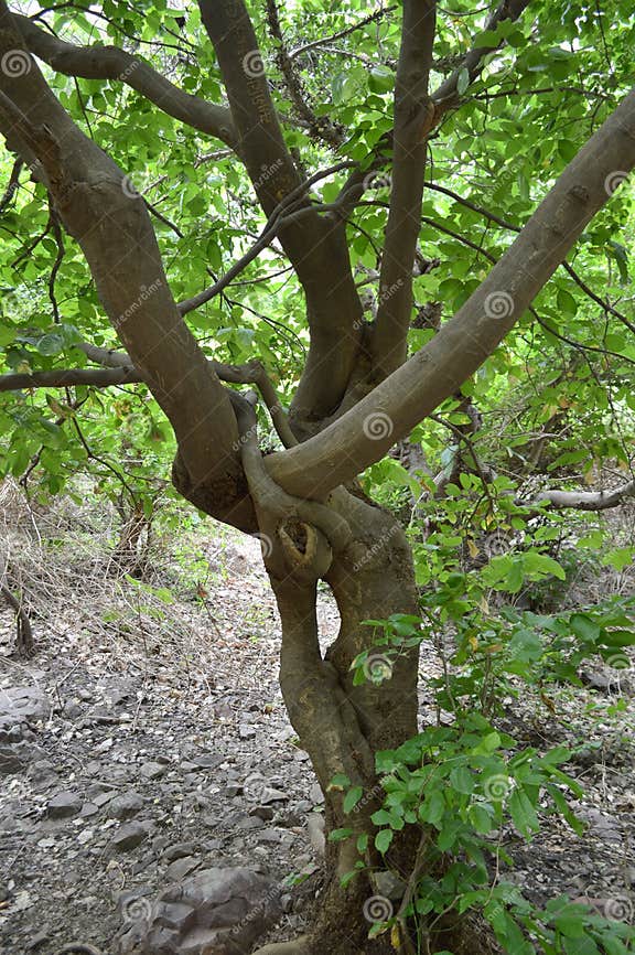 Tree in forest stock photo. Image of branches, background - 56632302
