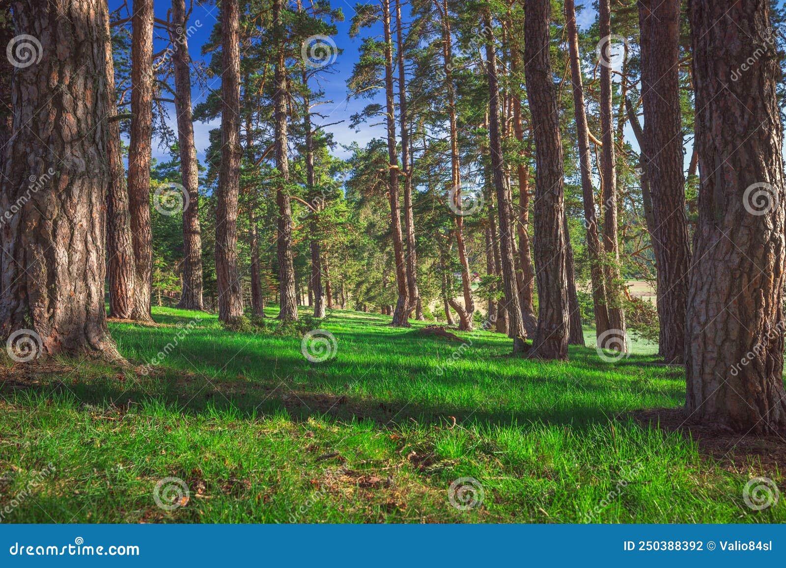 Tree in Forest with Sunlight. the Sun Rays through Branches of Trees ...