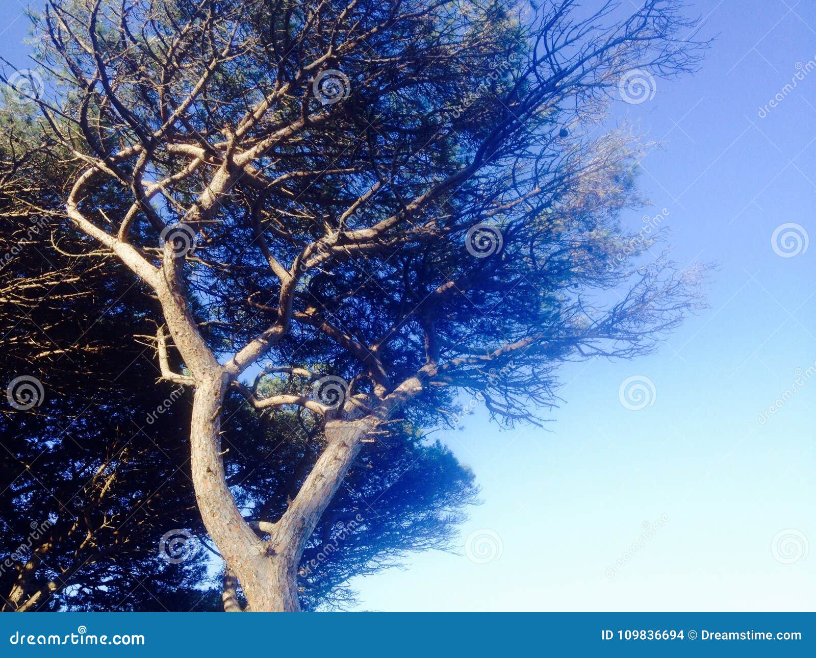 Tree stock photo. Image of nature, forest, tangier, good - 109836694