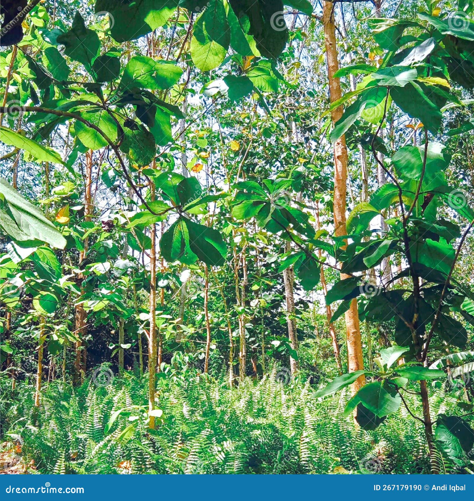 Thousand Tree in the Forest Stock Photo - Image of forest, small: 267179190