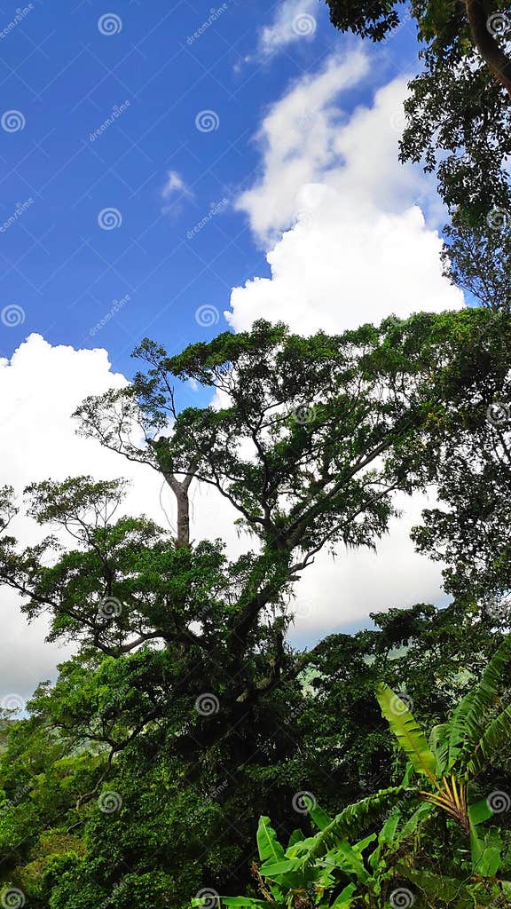 Tree in forest stock photo. Image of skay, forest, morning - 319996840