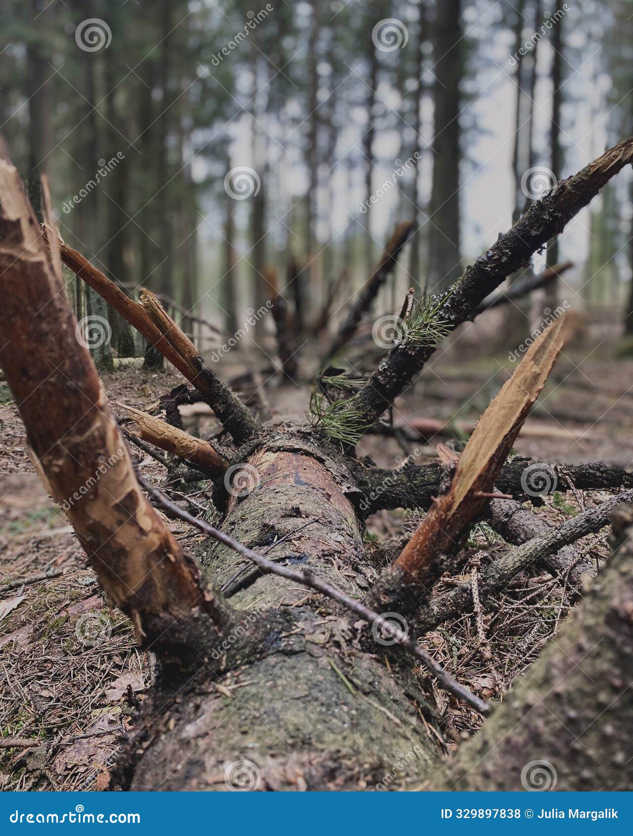 Tree in the Forest, Trunk, Fallen Tree. Branches Stock Photo - Image of ...
