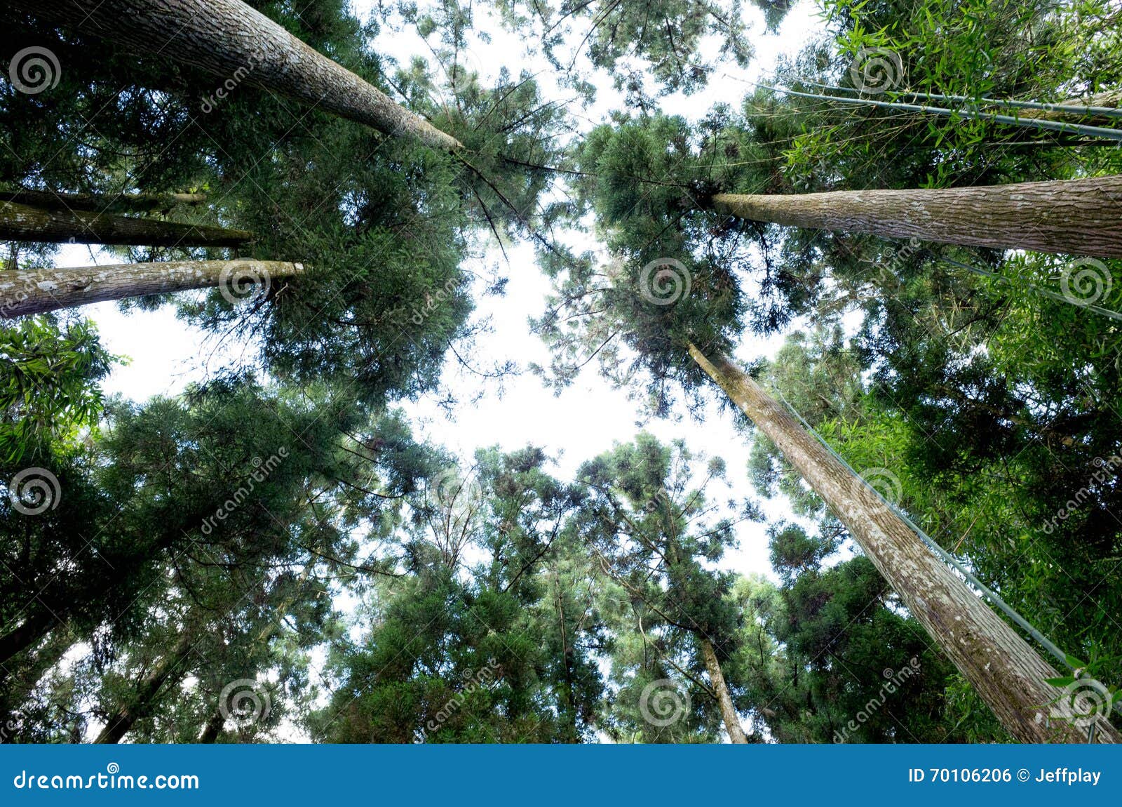 Tree in the forest stock photo. Image of asia, view, green - 70106206