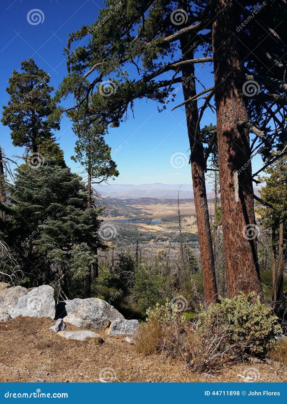 Tree in Forest with View of Valley Stock Photo - Image of boulders ...