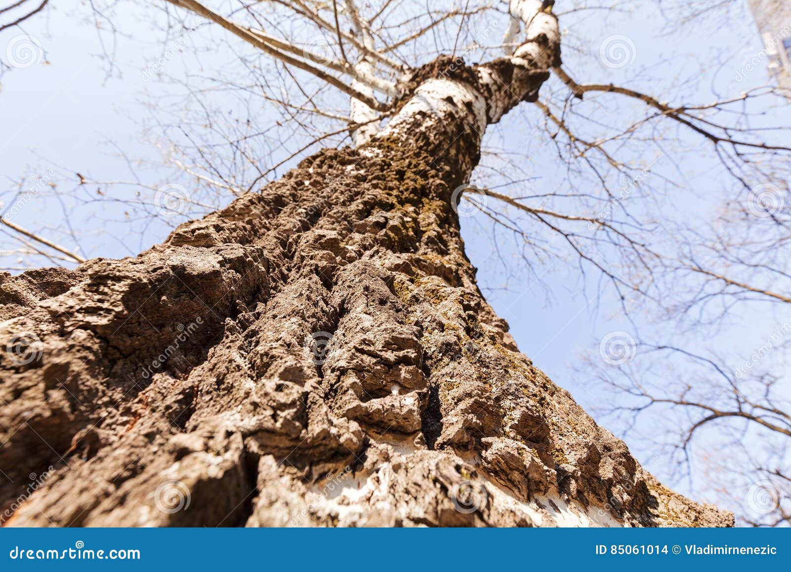 Trunk in forest stock photo. Image of crust, thick, surface - 85061014