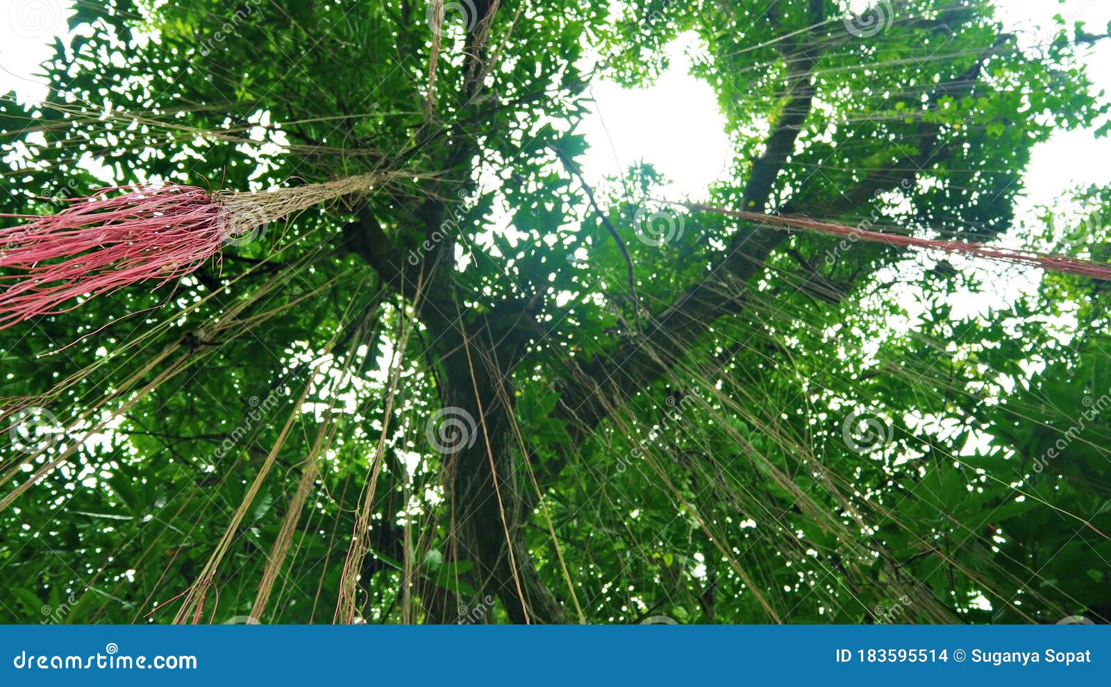 Tree in Forest with Vine in Nature Stock Photo - Image of climber ...