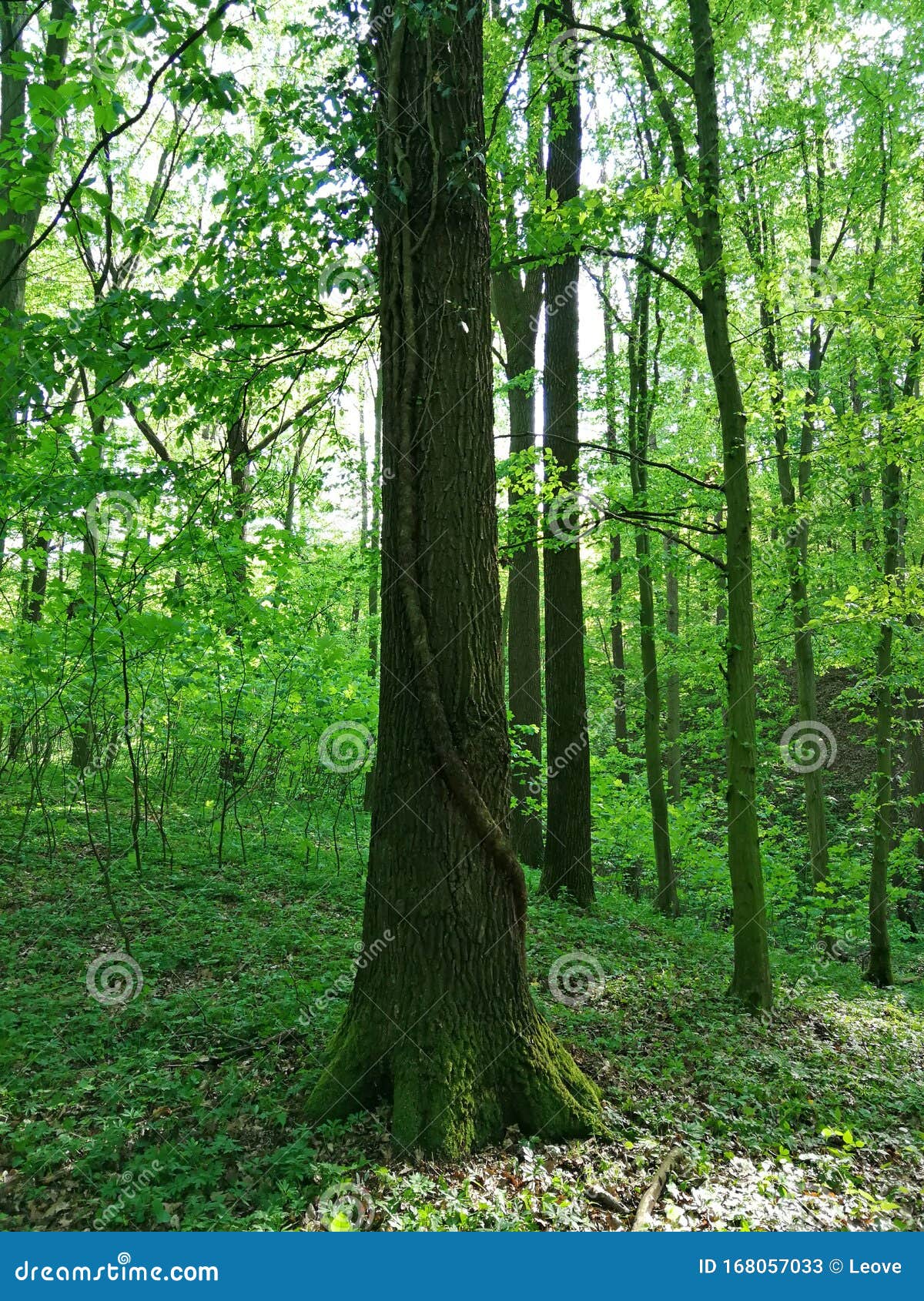 Tree in a Forest on Which a Trunk of Other Plant Grows Stock Image ...