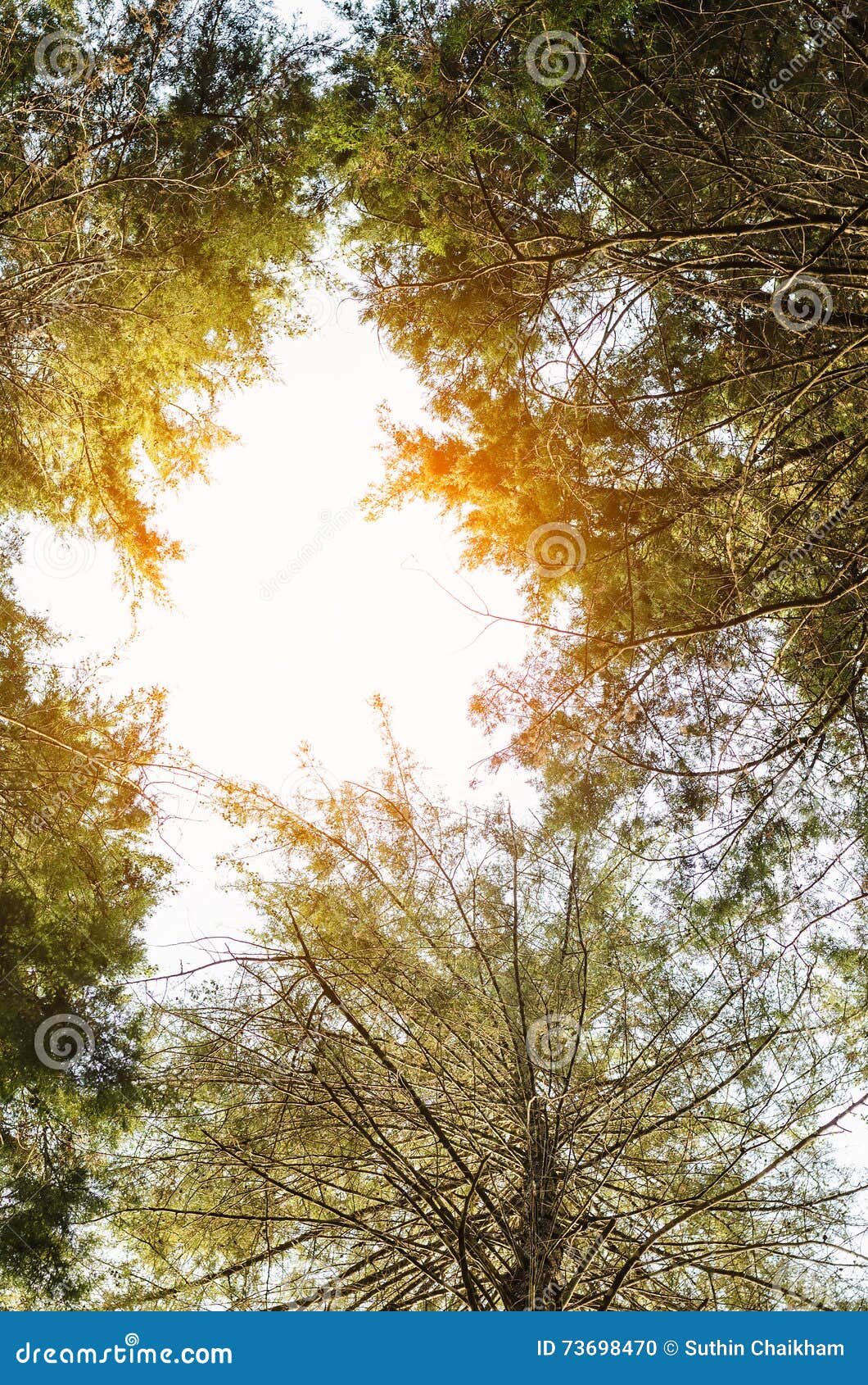 Worm''s Eye View Of A Strangler Fig (Ficus Aurea). Stock Photography ...