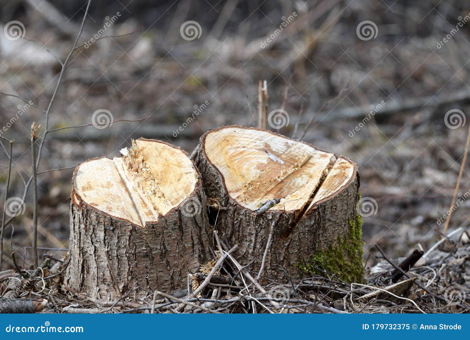 Tree Forestry Exploitation on an Early Spring Day. Stock Image - Image ...