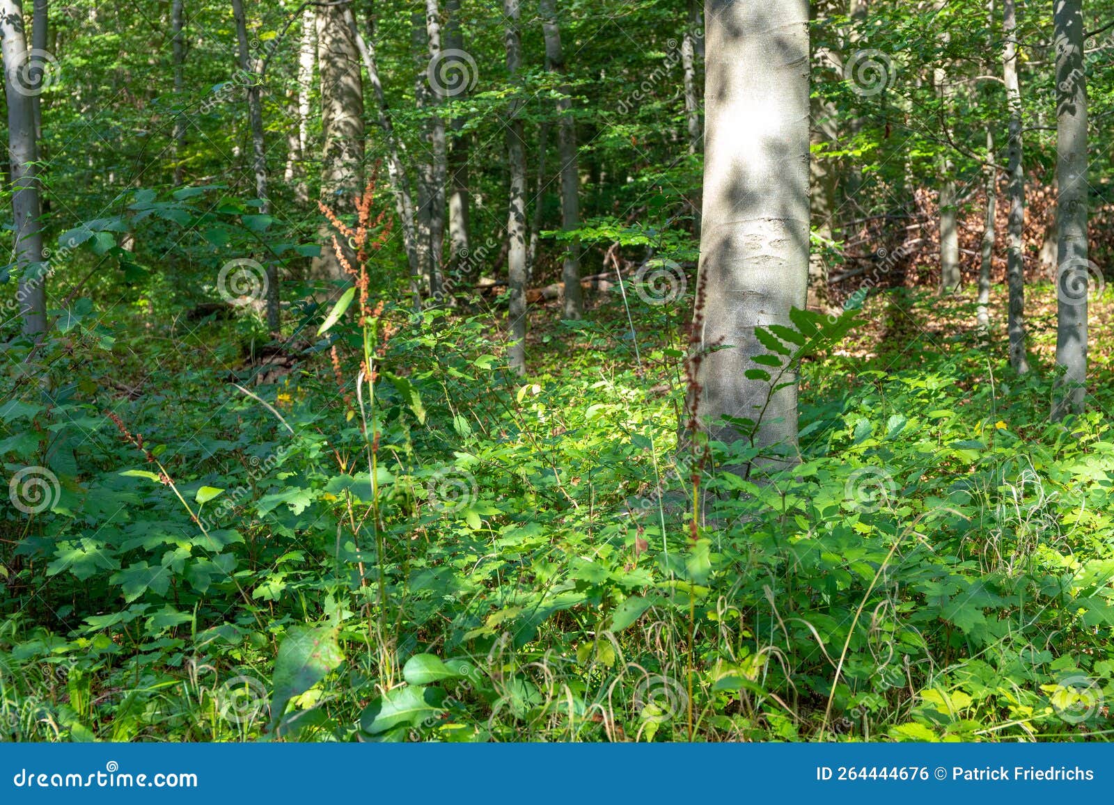 Lush Green Thicket and Trees in the Forest Stock Photo - Image of ...