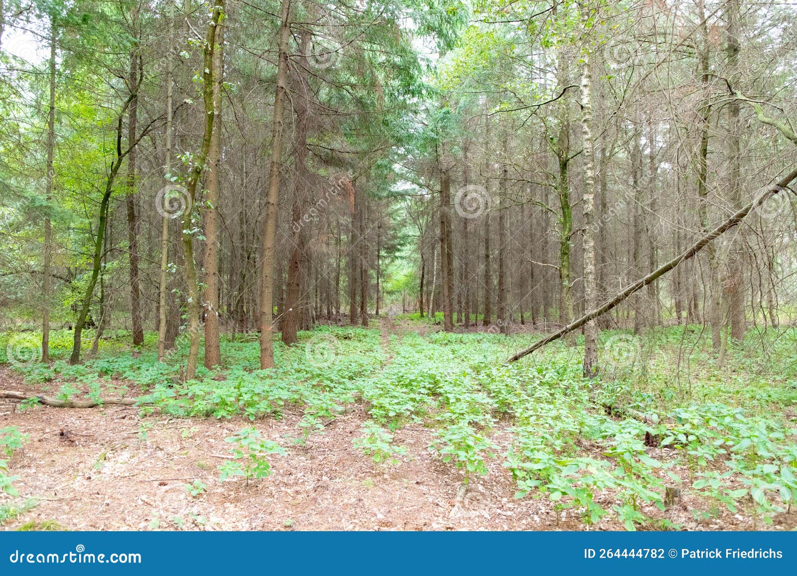 Lush Green Thicket and Trees in the Forest Stock Photo - Image of ...