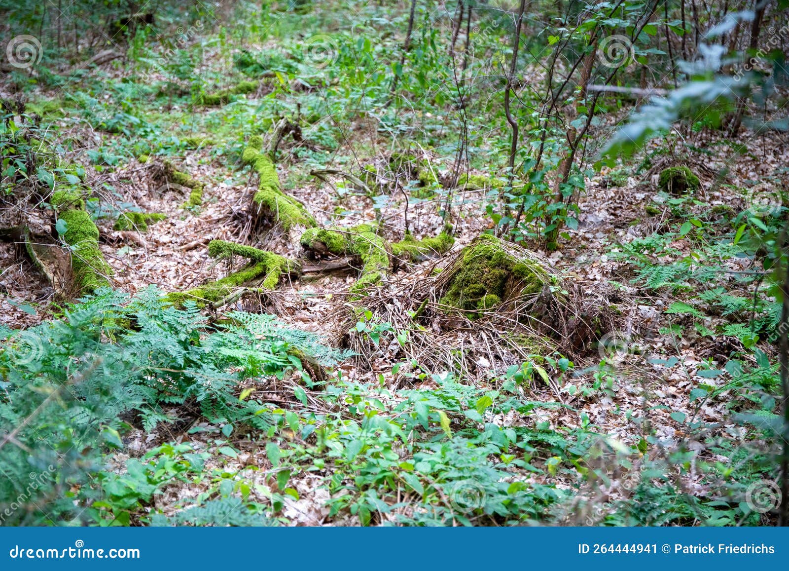 Lush Green Thicket and Trees in the Forest Stock Image - Image of fresh ...