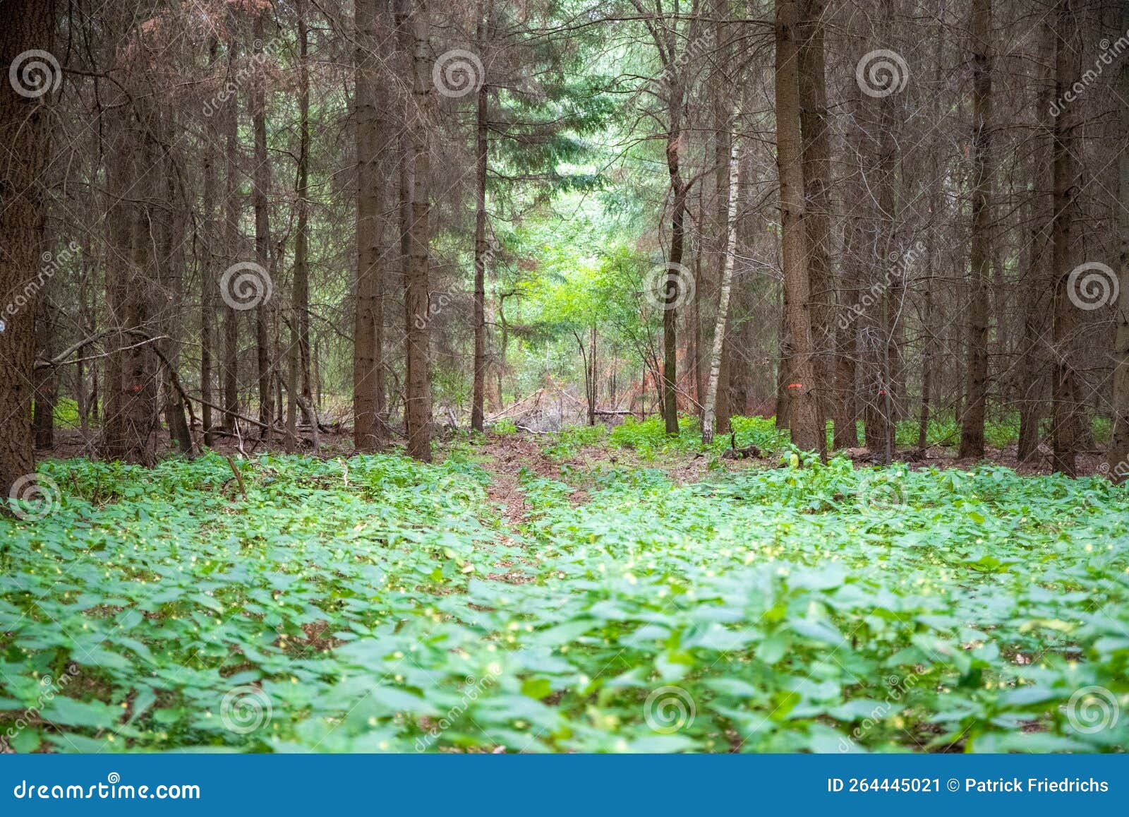 Lush Green Thicket and Trees in the Forest Stock Image - Image of ...