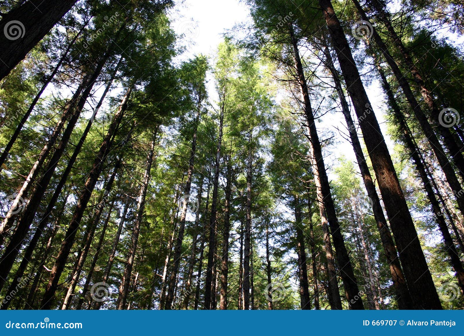 Tree formation stock image. Image of mistery, tree, trail - 669707