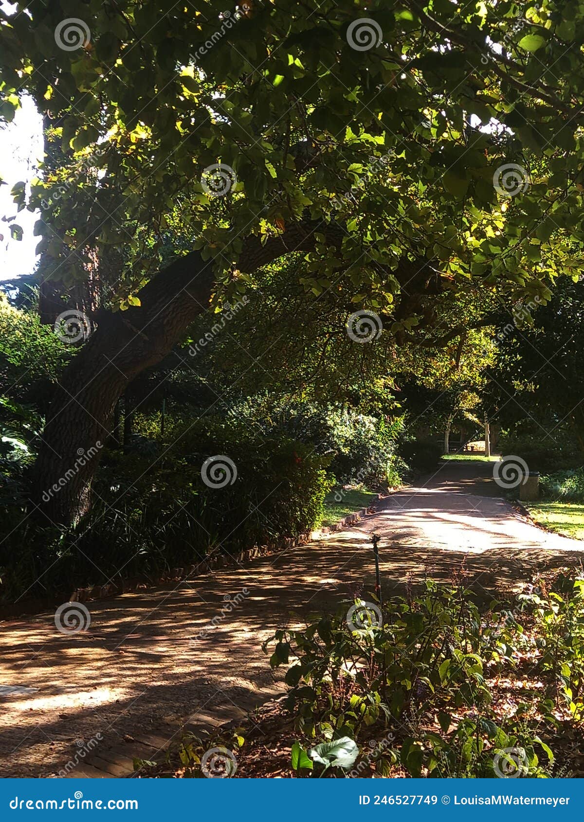 A Tree Forming an Arch Over a Path Stock Image - Image of forest ...