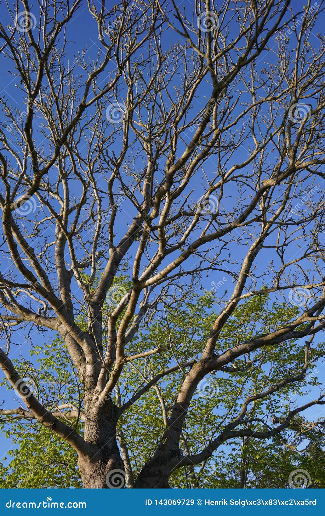 Tree2 stock image. Image of forrest, tree, tree2, spring - 143069729