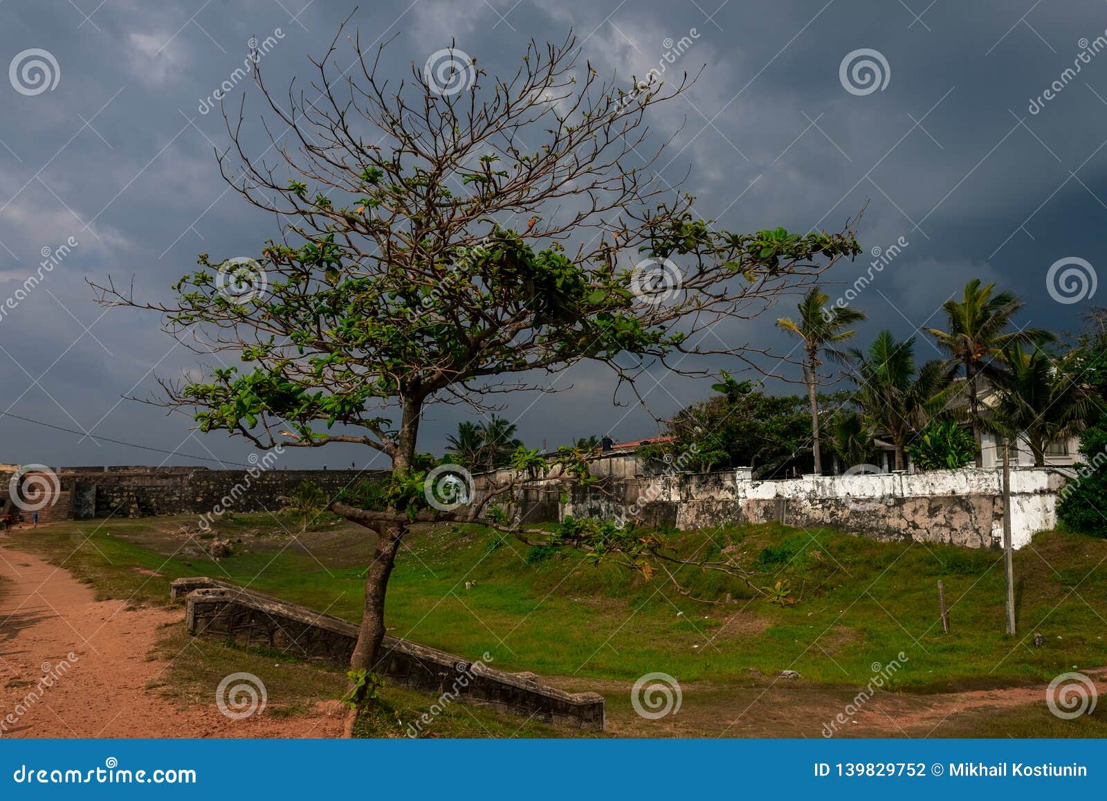 Tree in Fort in Gale, Sri Lanka. Old Town and Dramatic Sky Stock Photo ...
