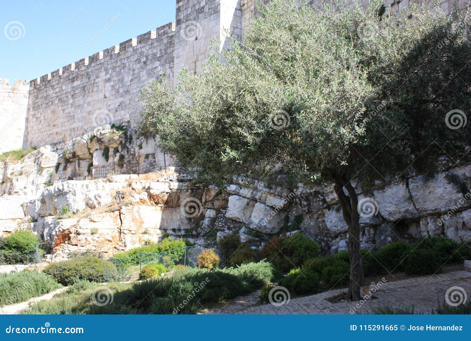 Tree and fortress wall stock image. Image of stone, colors - 115291665