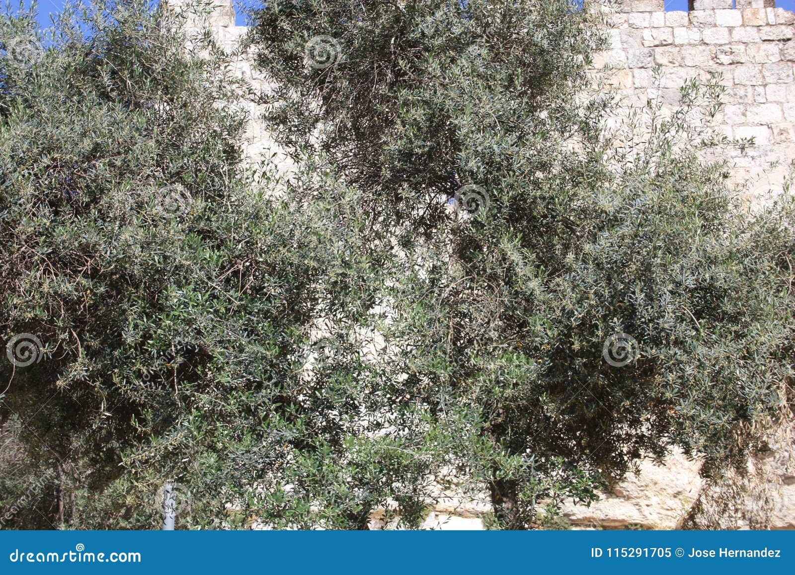 Tree and fortress wall stock image. Image of famous - 115291705