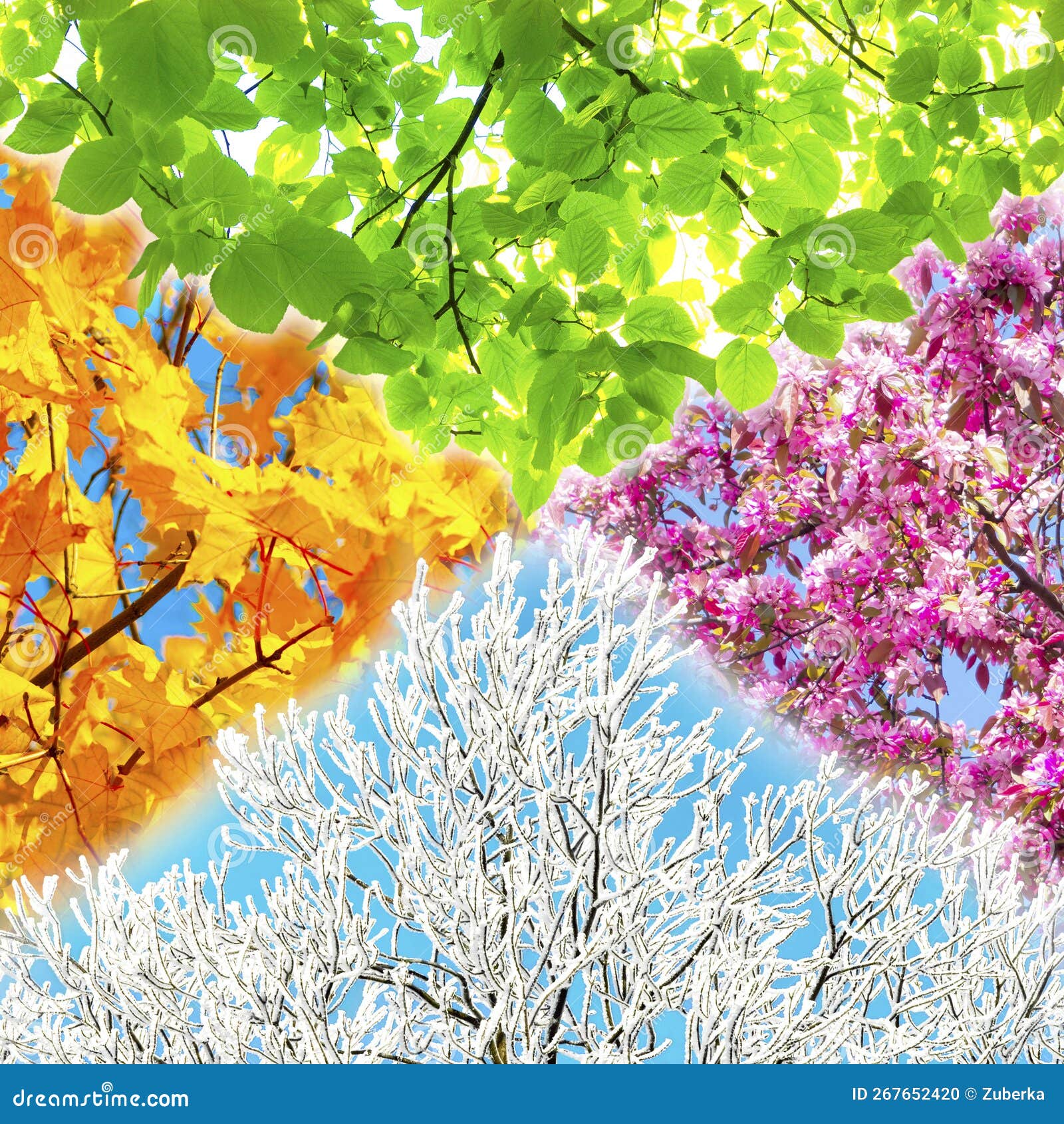 Tree Four Season Square Collage Stock Photo - Image of seasons, foliage ...