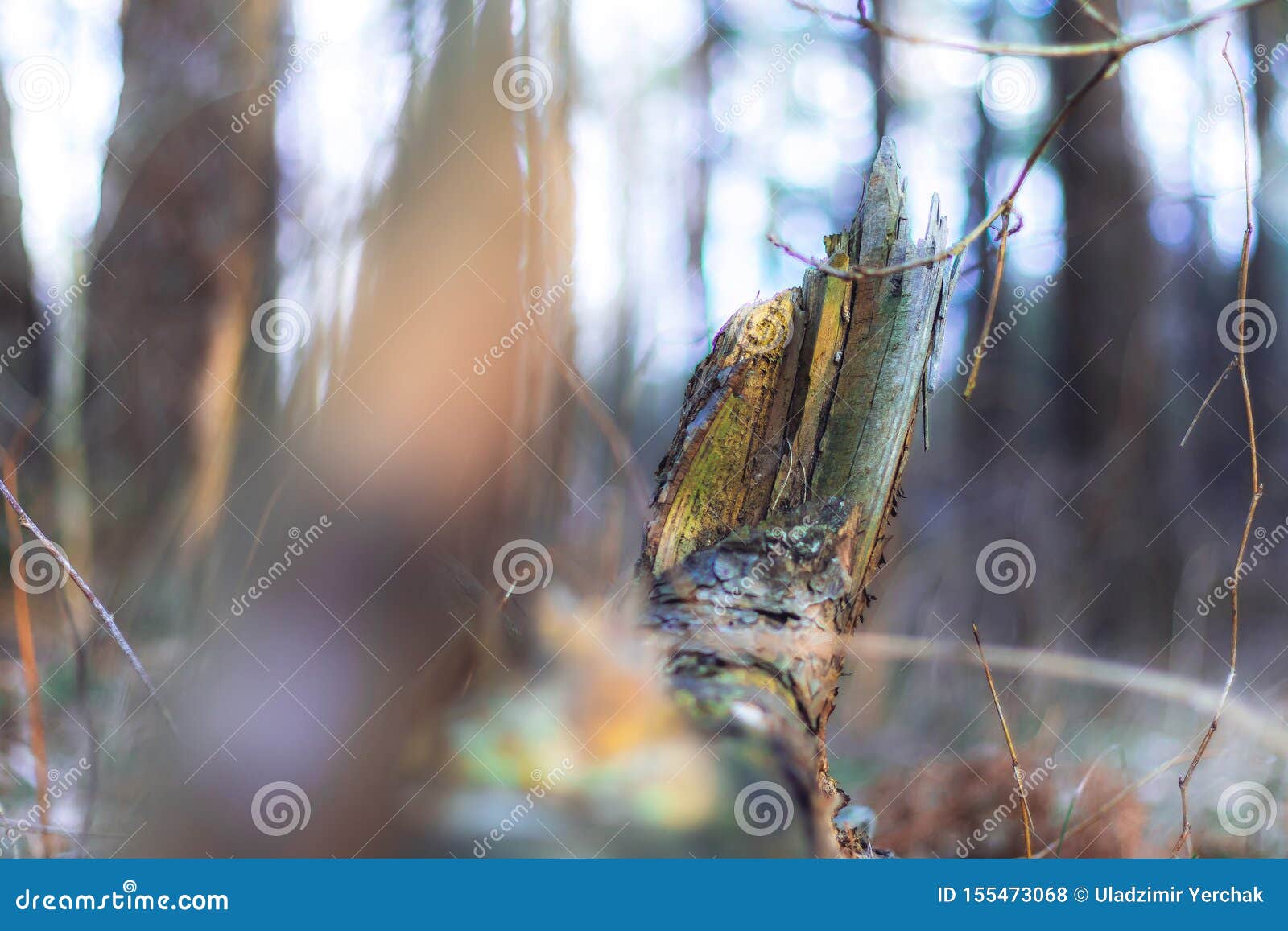 A Tree Fragment in the Forest Early in the Morning Stock Photo - Image ...