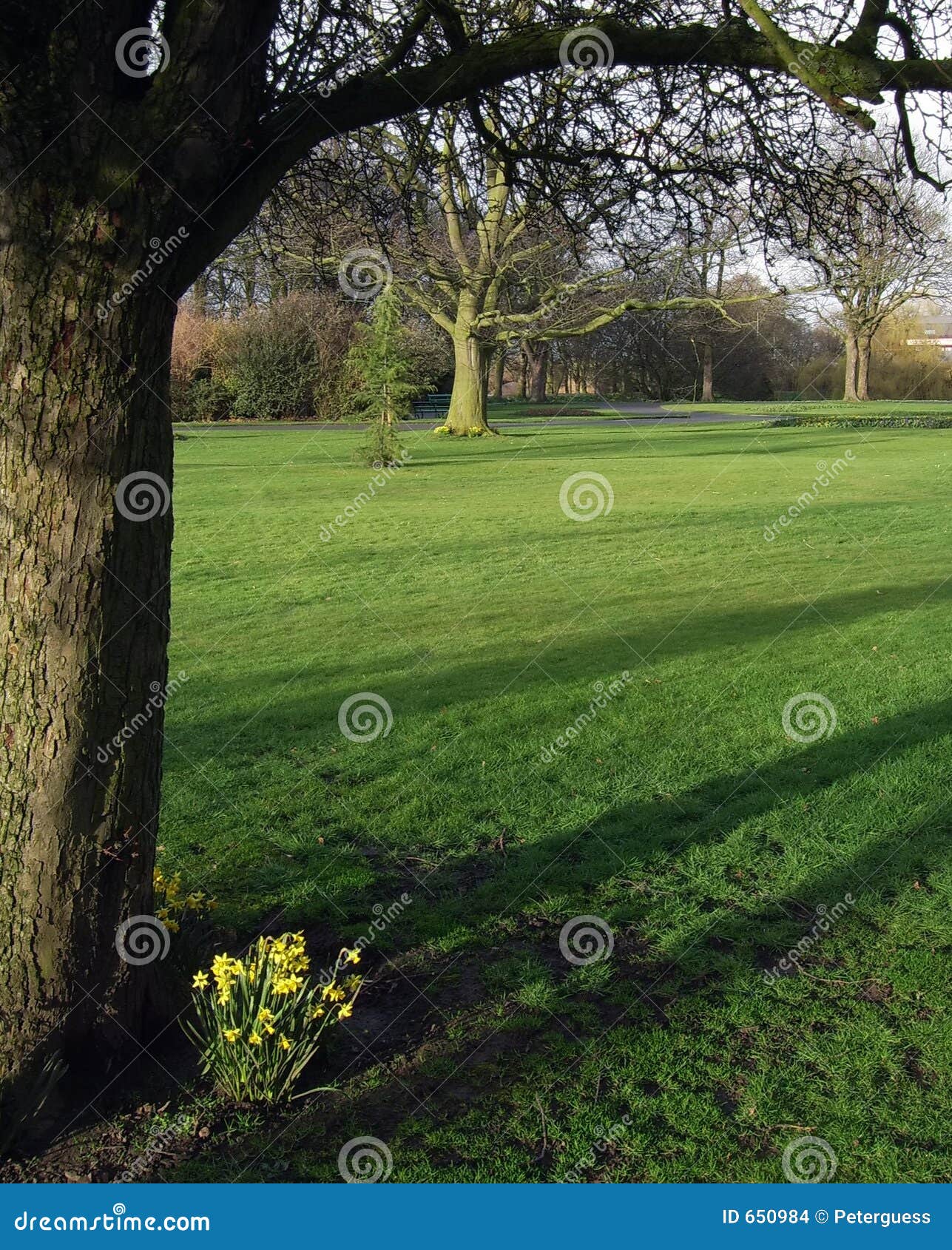 Tree Frame stock photo. Image of frame, tree, branches - 650984