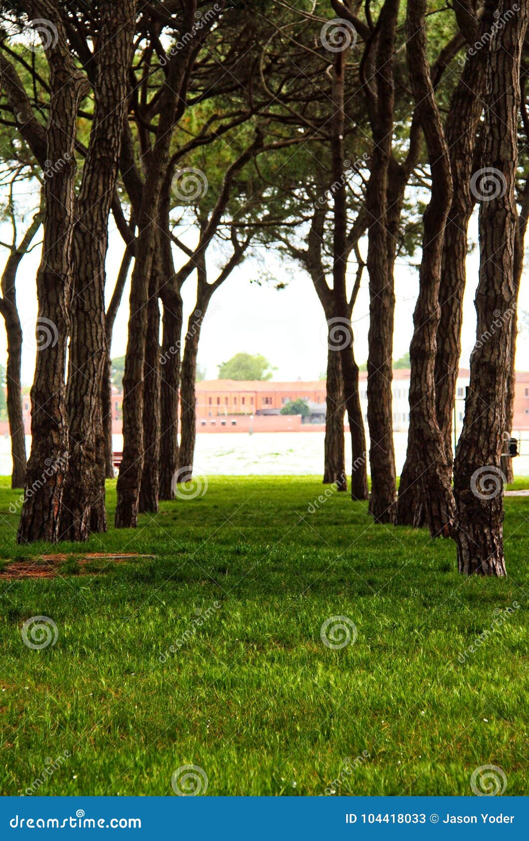 Tree Frame stock image. Image of plants, eden, remote - 104418033