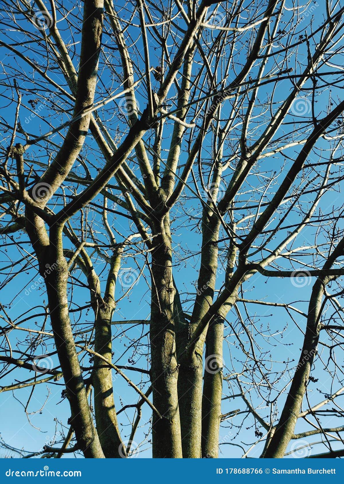 Tree Framing the Blue Sky with Its Brown Branches Sticking Out of the ...