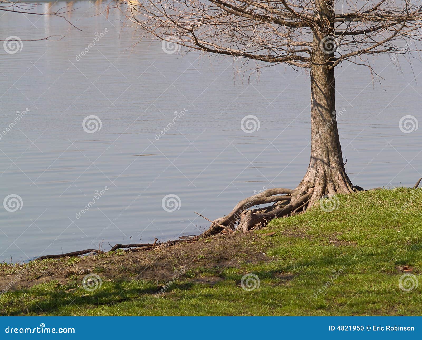 Tree Framing Lake Shore stock photo. Image of park, green - 4821950