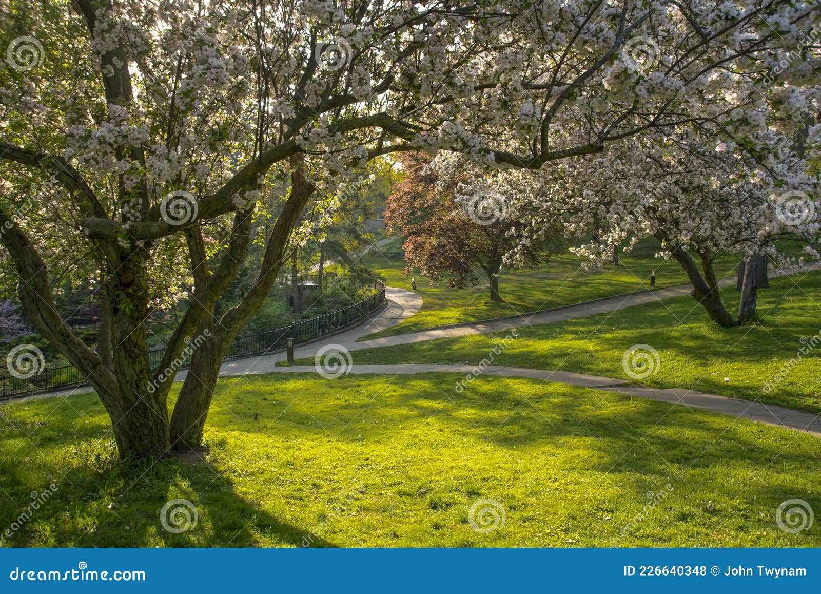 Tree Framing a Network of Paths in High Park Stock Photo - Image of ...