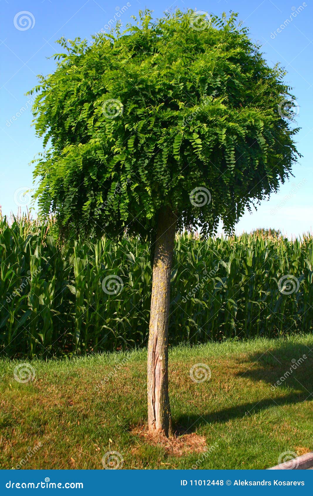The tree in France stock photo. Image of outdoor, agronomy - 11012448
