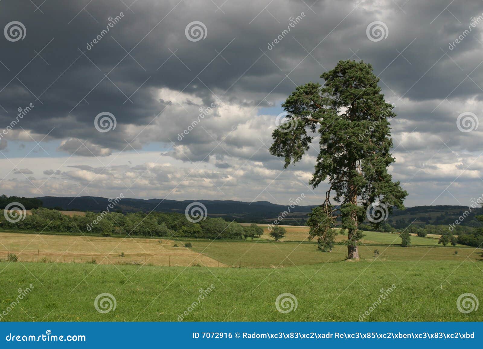 Tree in France stock photo. Image of dramatic, nature - 7072916