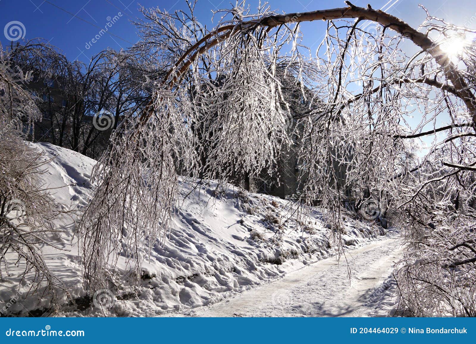 Tree after a freezing rain stock image. Image of cyclone - 204464029