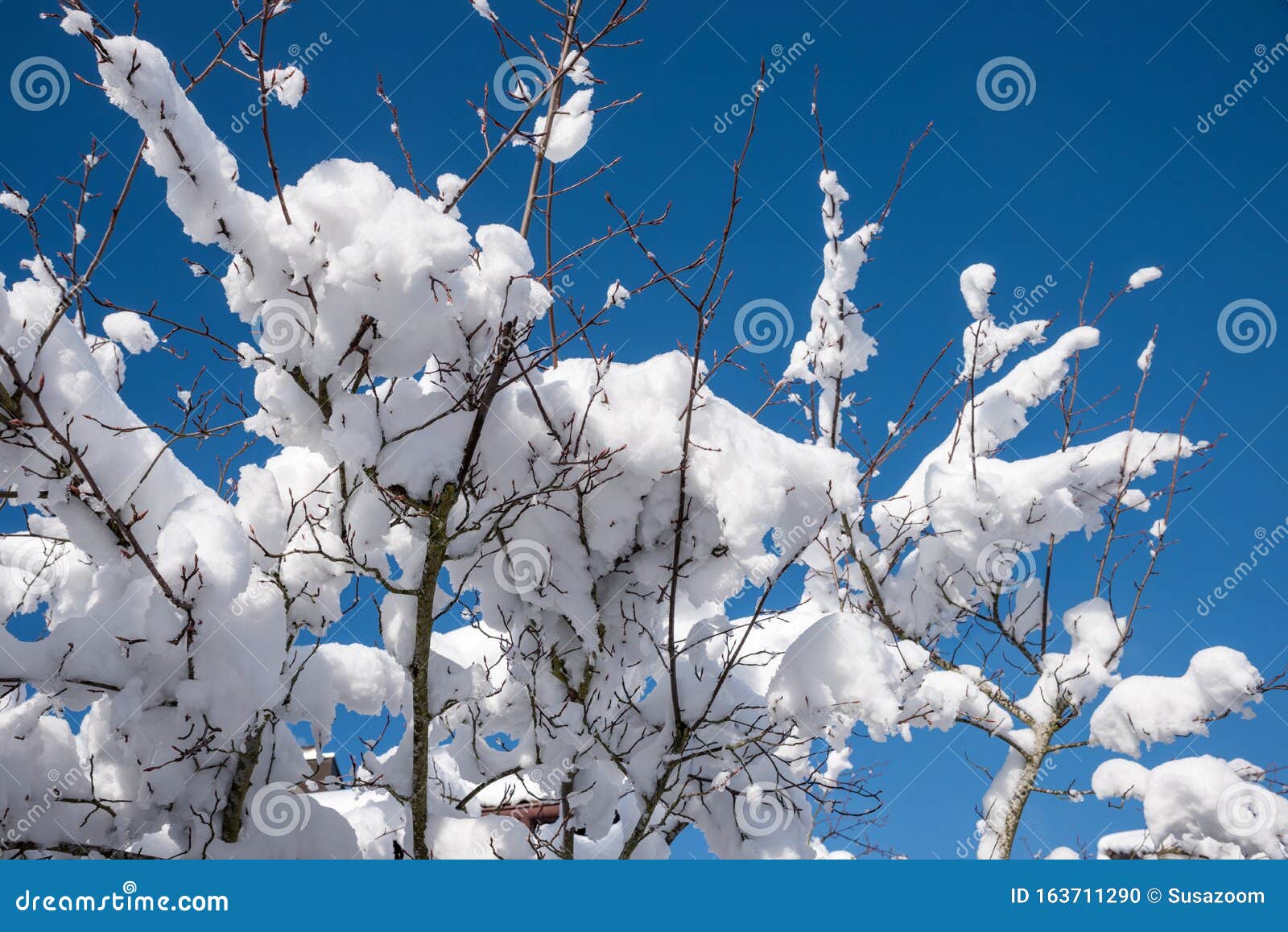 Tree with Fresh Fallen Snow, Blue Sky Stock Photo - Image of winter ...