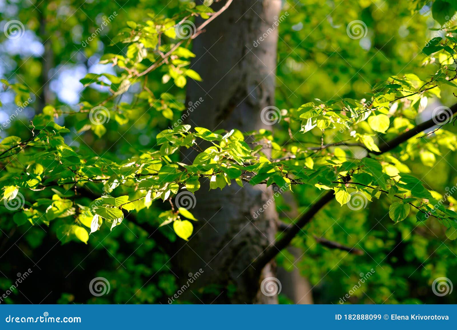 Tree with Fresh Green Leaves in the Forest Stock Image - Image of ...