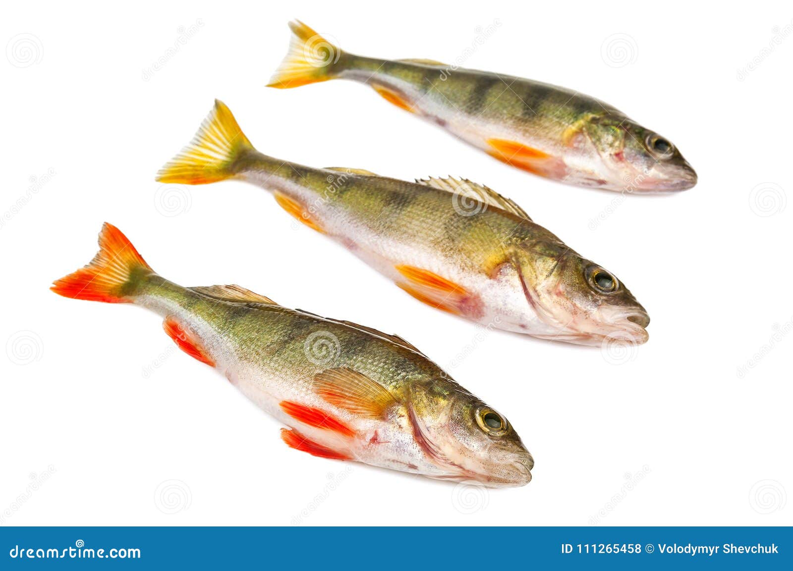 Tree fresh perch isolated stock photo. Image of single - 111265458