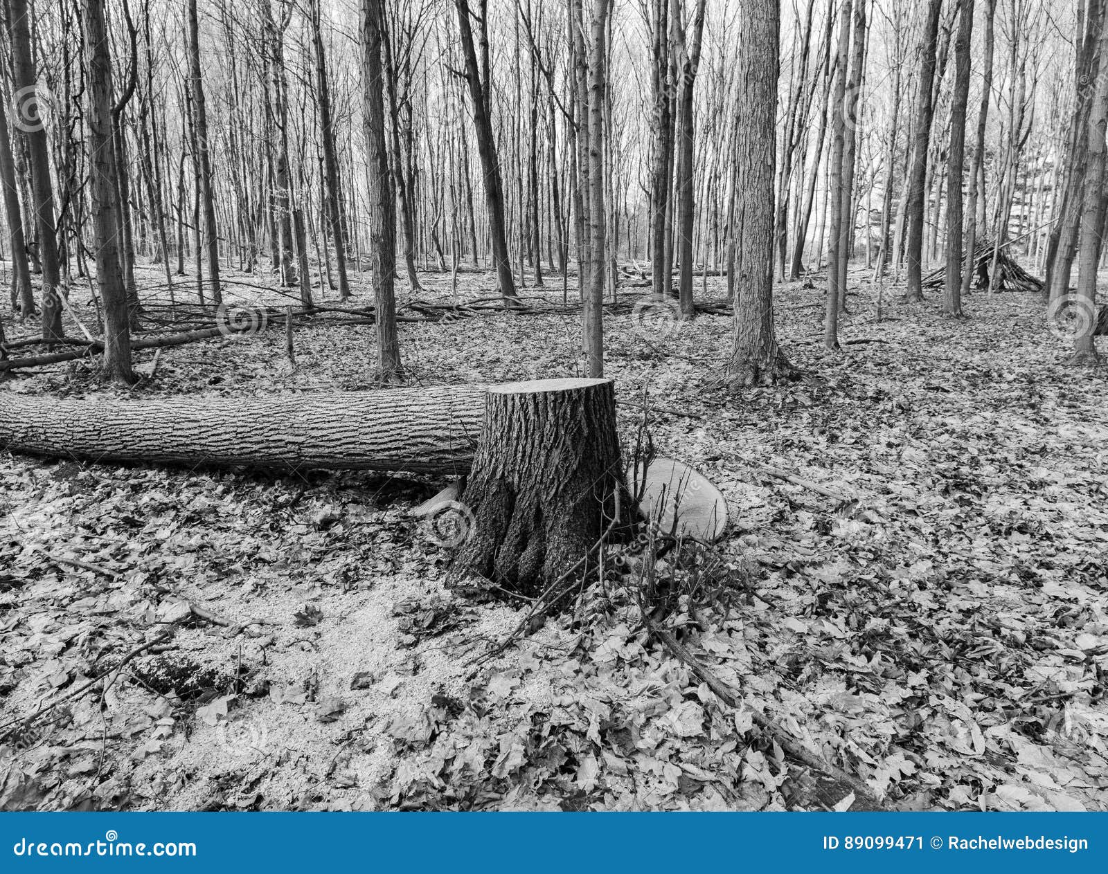 Tree Freshly Cut Down Lying on Forest Floor beside Stump, Tall S Stock ...