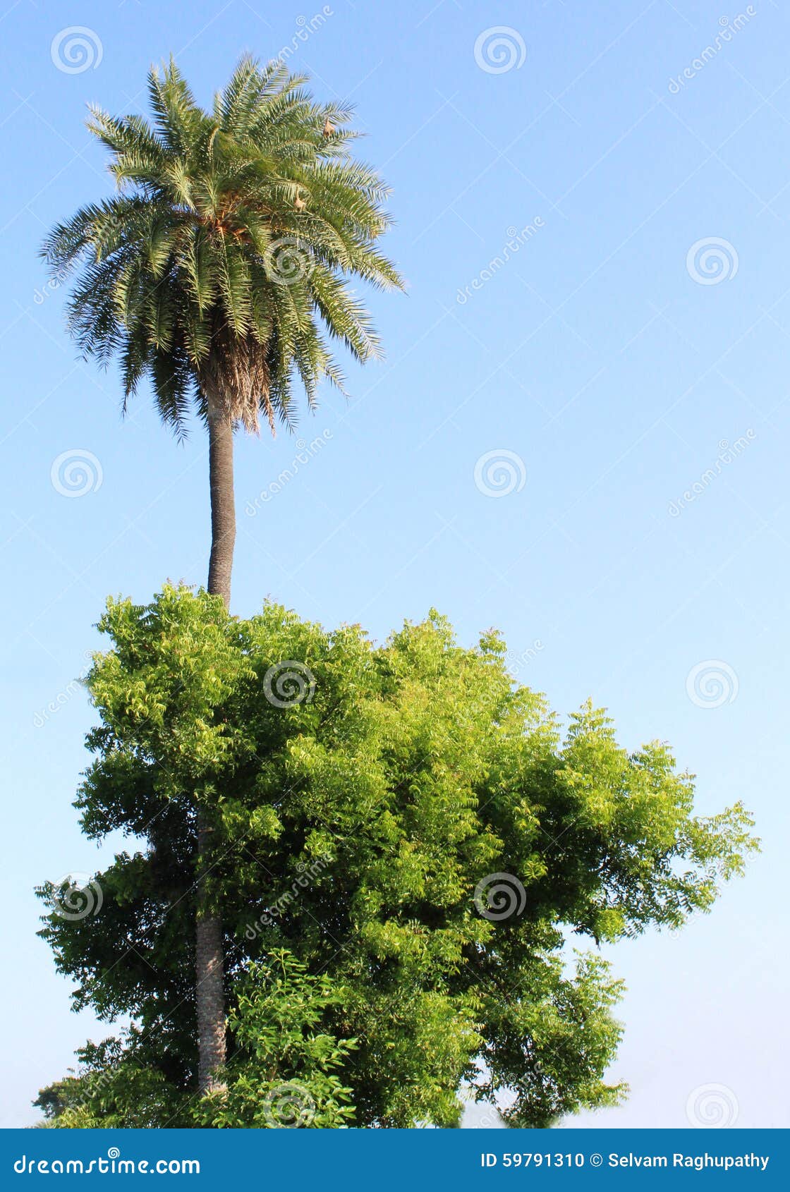 Tree friends stock photo. Image of branch, nature, india - 59791310