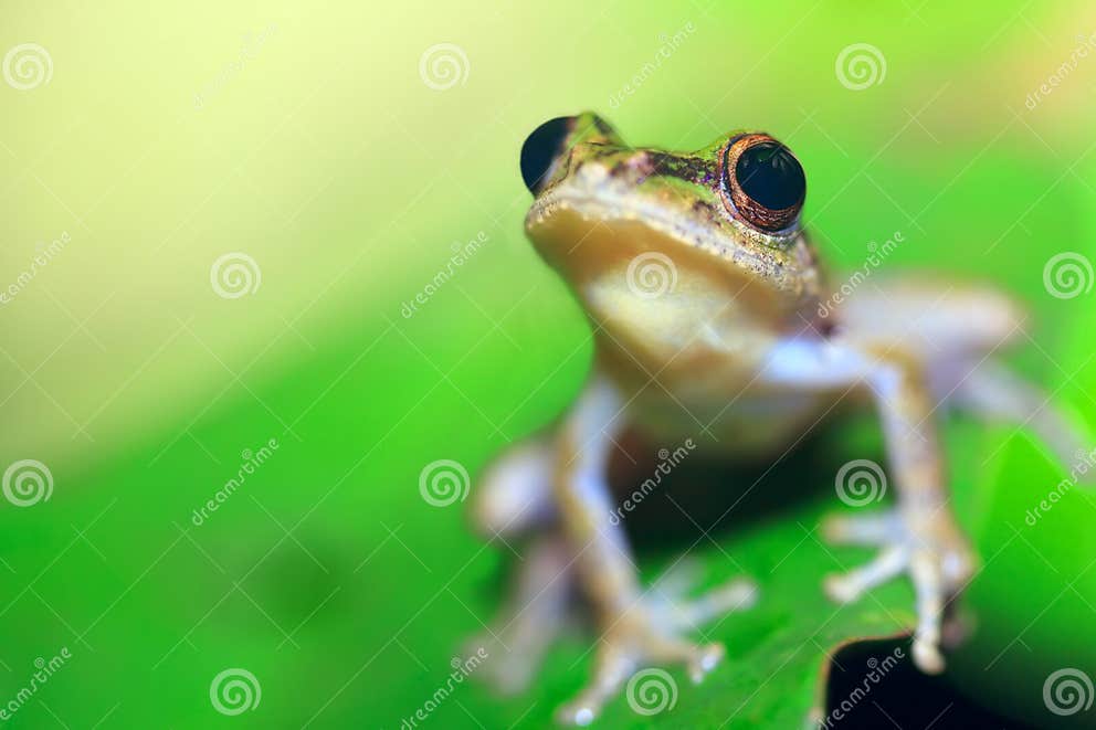 Tree frog stock image. Image of animals, vitality, macro - 10035289