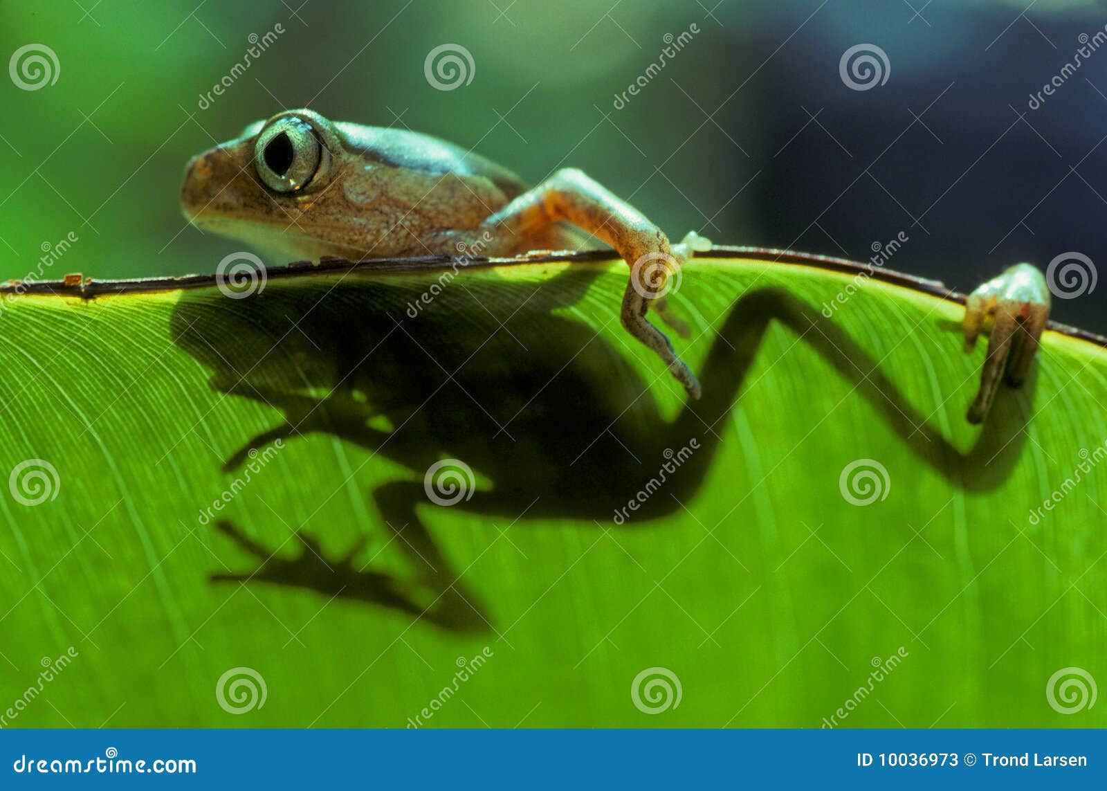 Tree frog stock image. Image of shadow, frog, hyla, backlit - 10036973