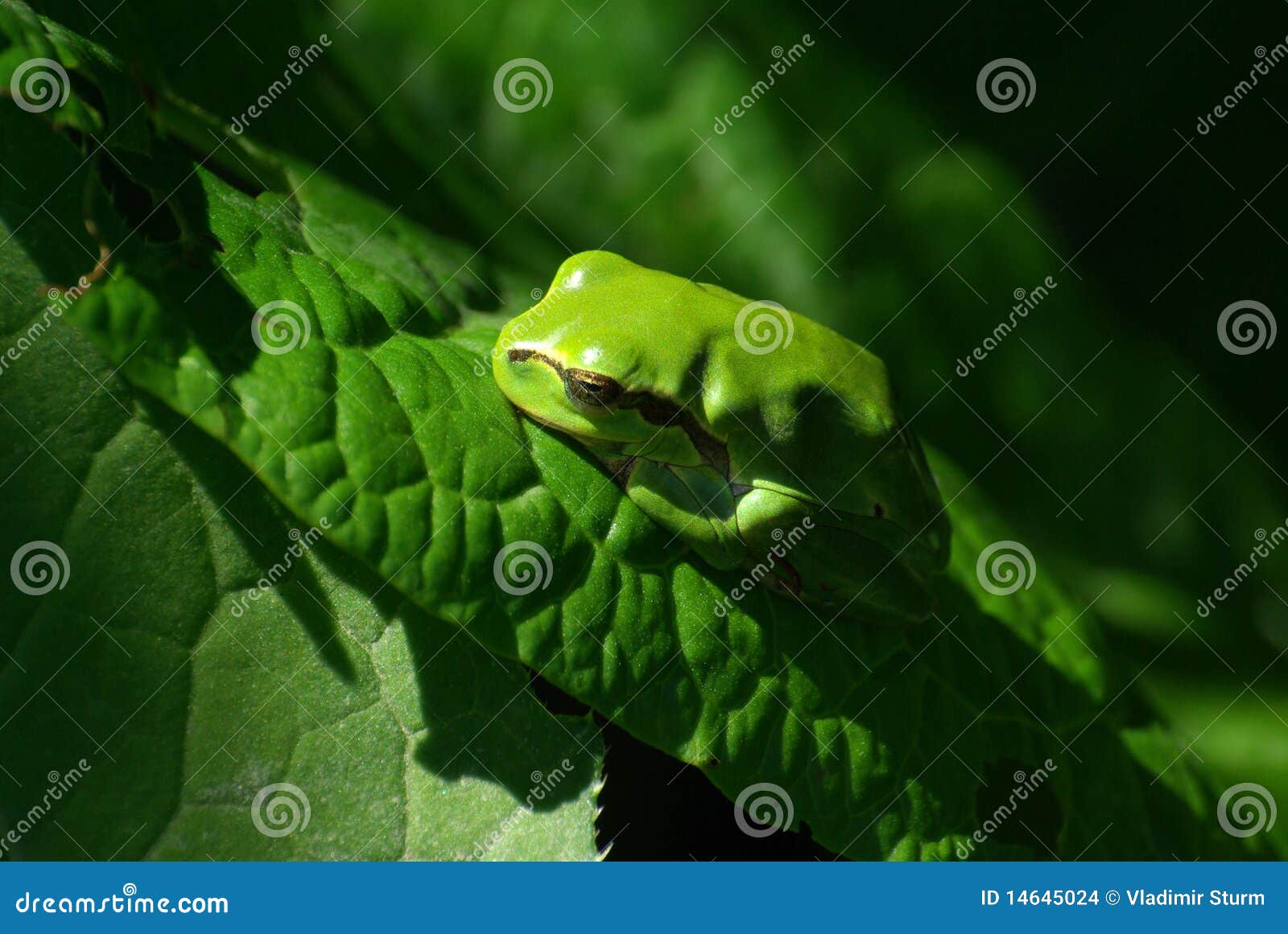 Tree frog stock photo. Image of detail, leaf, arborea - 14645024