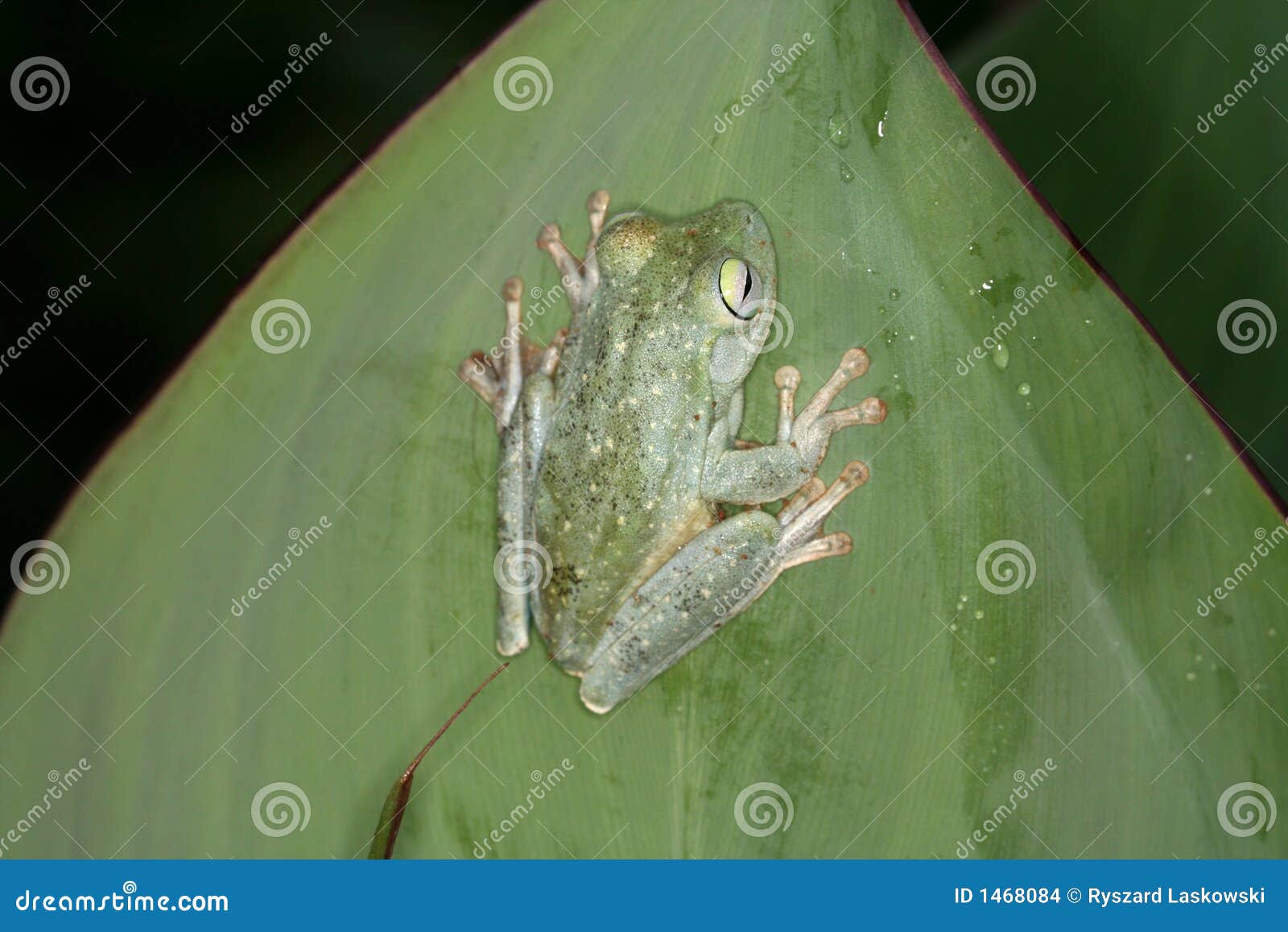 Tree frog stock photo. Image of orinoco, venezuela, frogs - 1468084